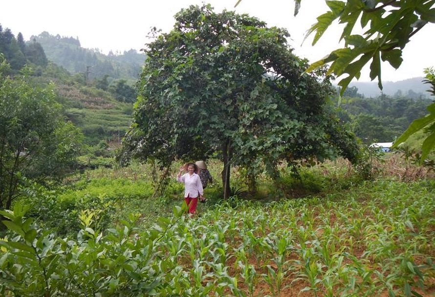 Agrobiodiversity – The Field Alliance