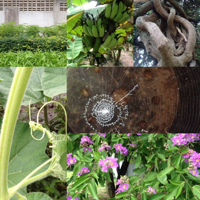 Agrobiodiversity – The Field Alliance